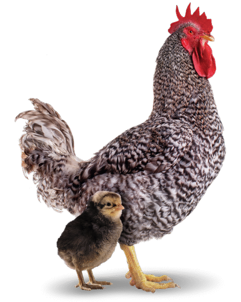 Agroaves Distribuidora | DISTRIBUIDOR EXCLUSIVO GLOBOAVES - Pintinhos ...