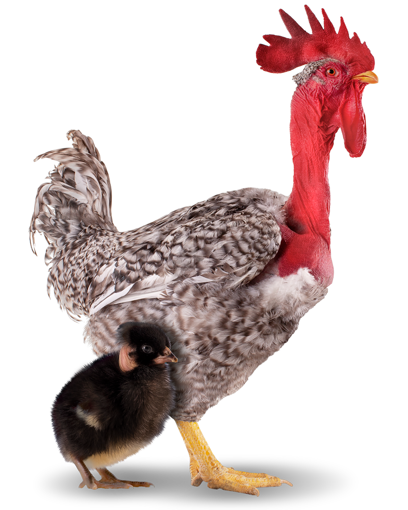 Agroaves Distribuidora | DISTRIBUIDOR EXCLUSIVO GLOBOAVES - Pintinhos ...